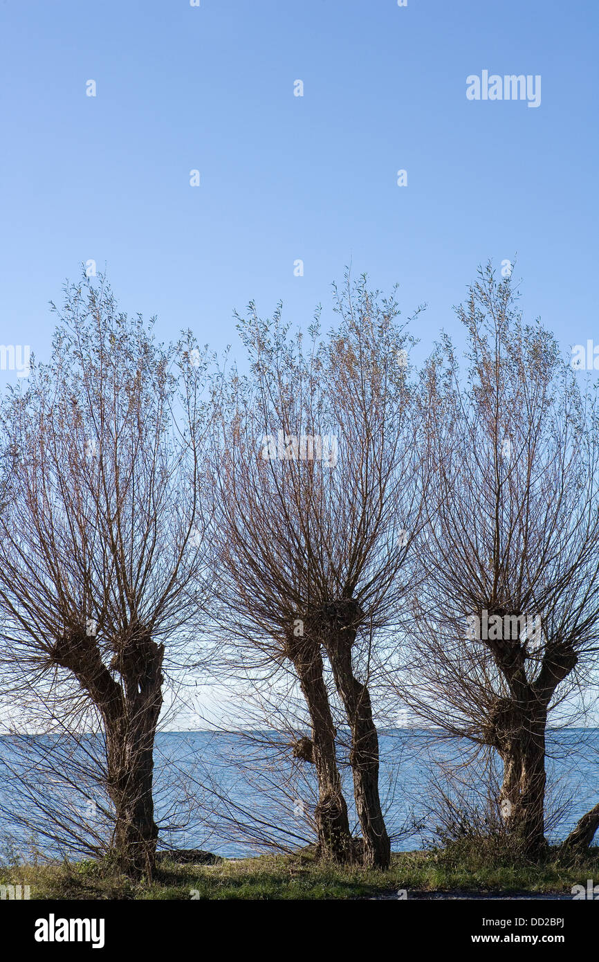 Blasted trees hi-res stock photography and images - Alamy