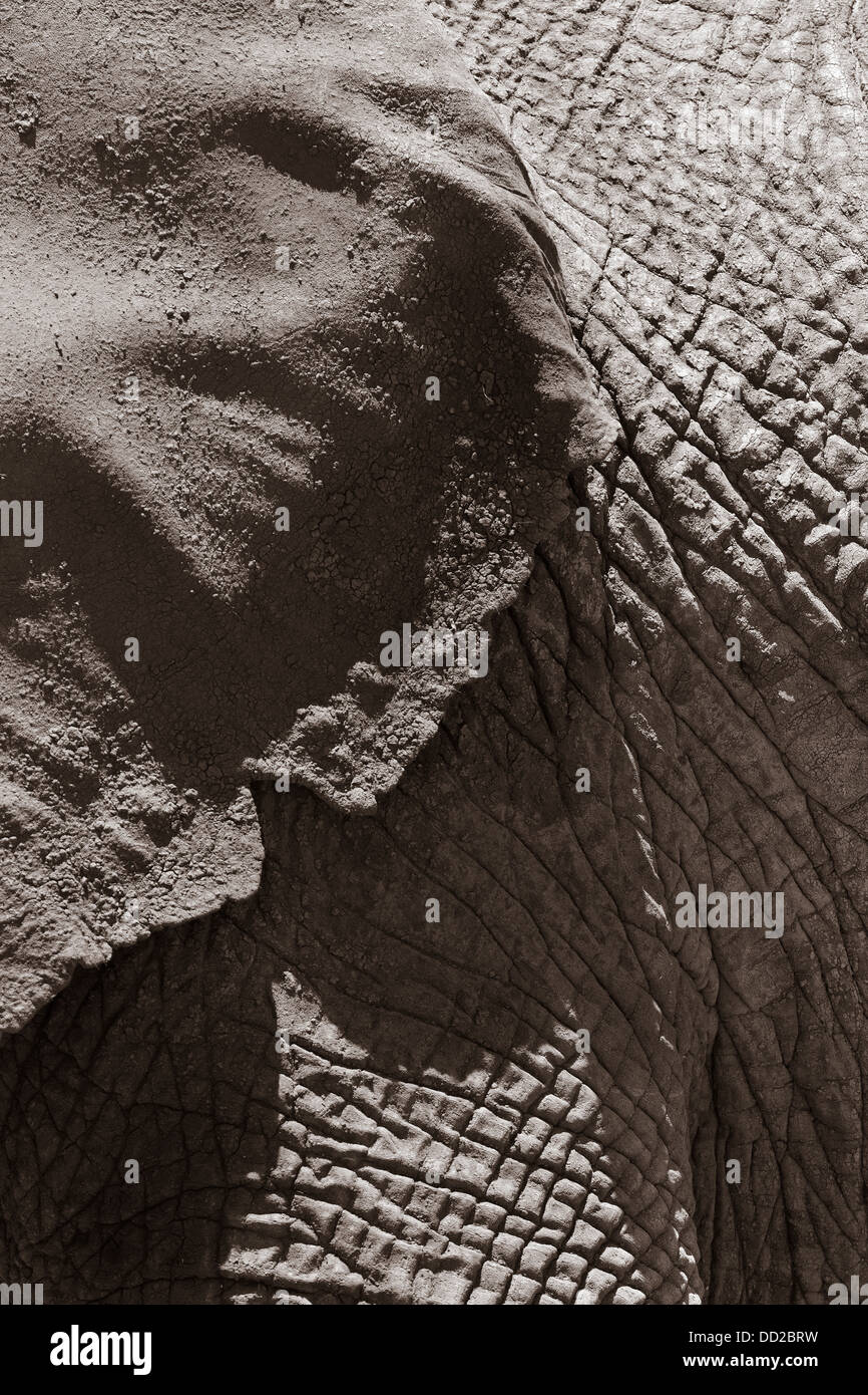 Ear lobes hi-res stock photography and images - Alamy