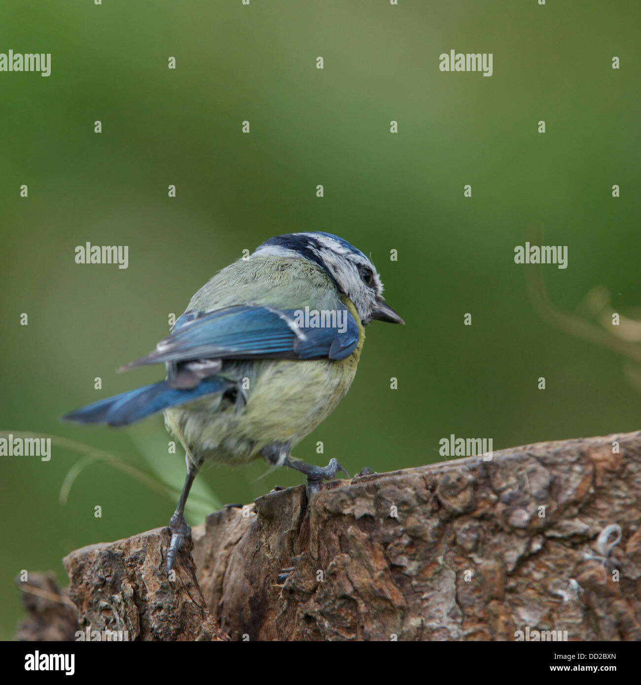 Welsh Garden Birds: Perching bluetit Stock Photo - Alamy