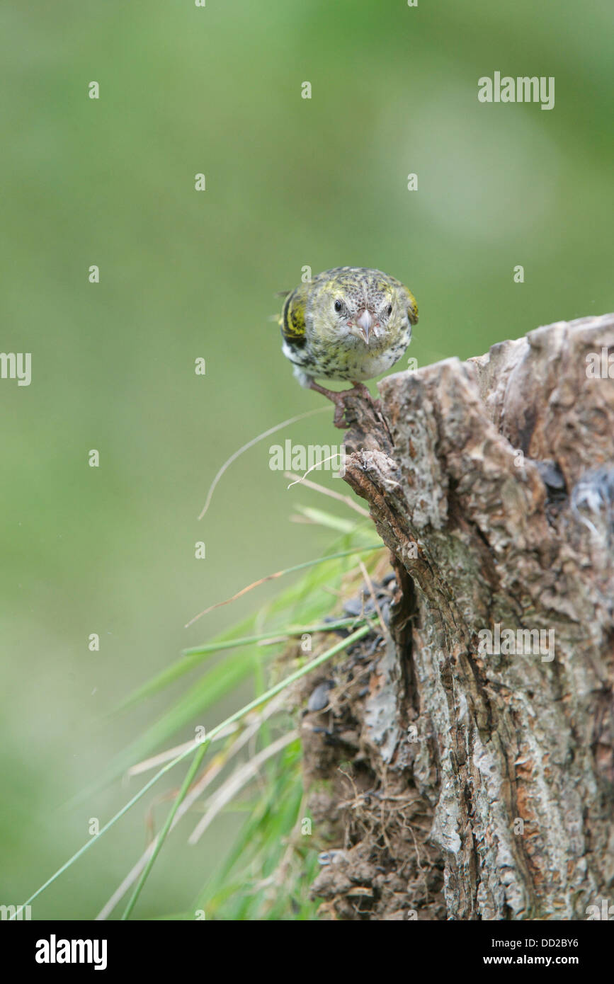 Welsh Garden Birds: Perched greenfinch Stock Photo - Alamy