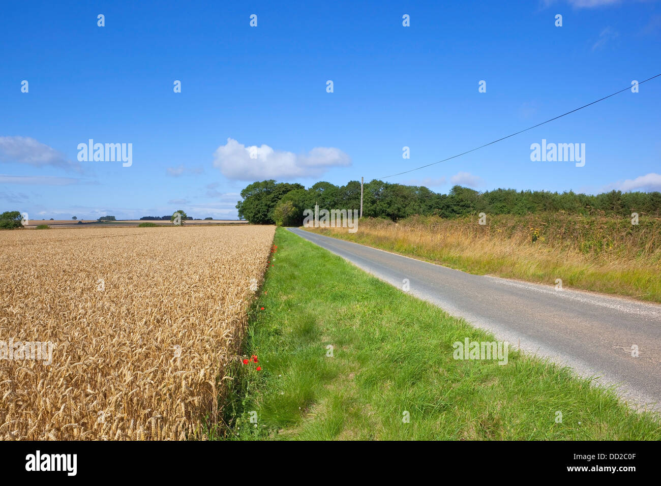 A small rural road running through scenic wheat fields in the Yorkshire ...