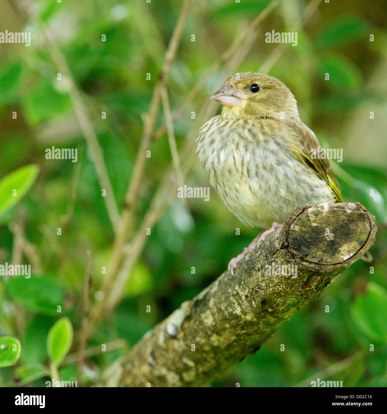 Welsh Garden Birds: Perching greenfinch Stock Photo - Alamy