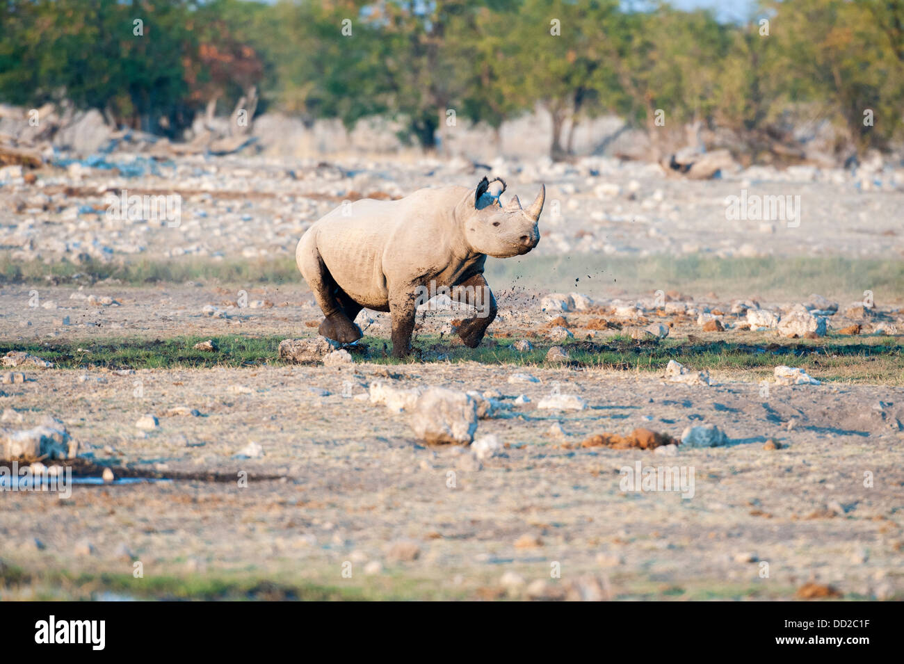 Black rhinoceros running hi-res stock photography and images - Alamy