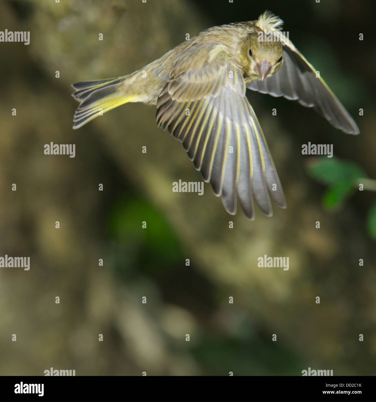 Welsh Garden Birds: Flying Greenfinch Stock Photo - Alamy