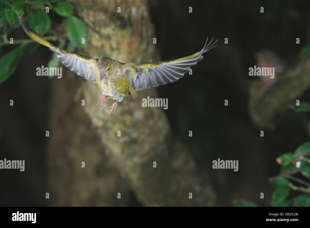 Welsh Garden Birds: flying greenfinch Stock Photo - Alamy