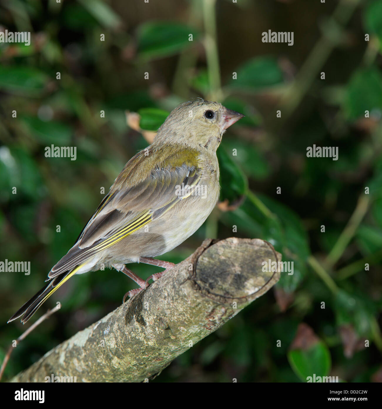 Welsh Garden Birds: greefinch Stock Photo - Alamy