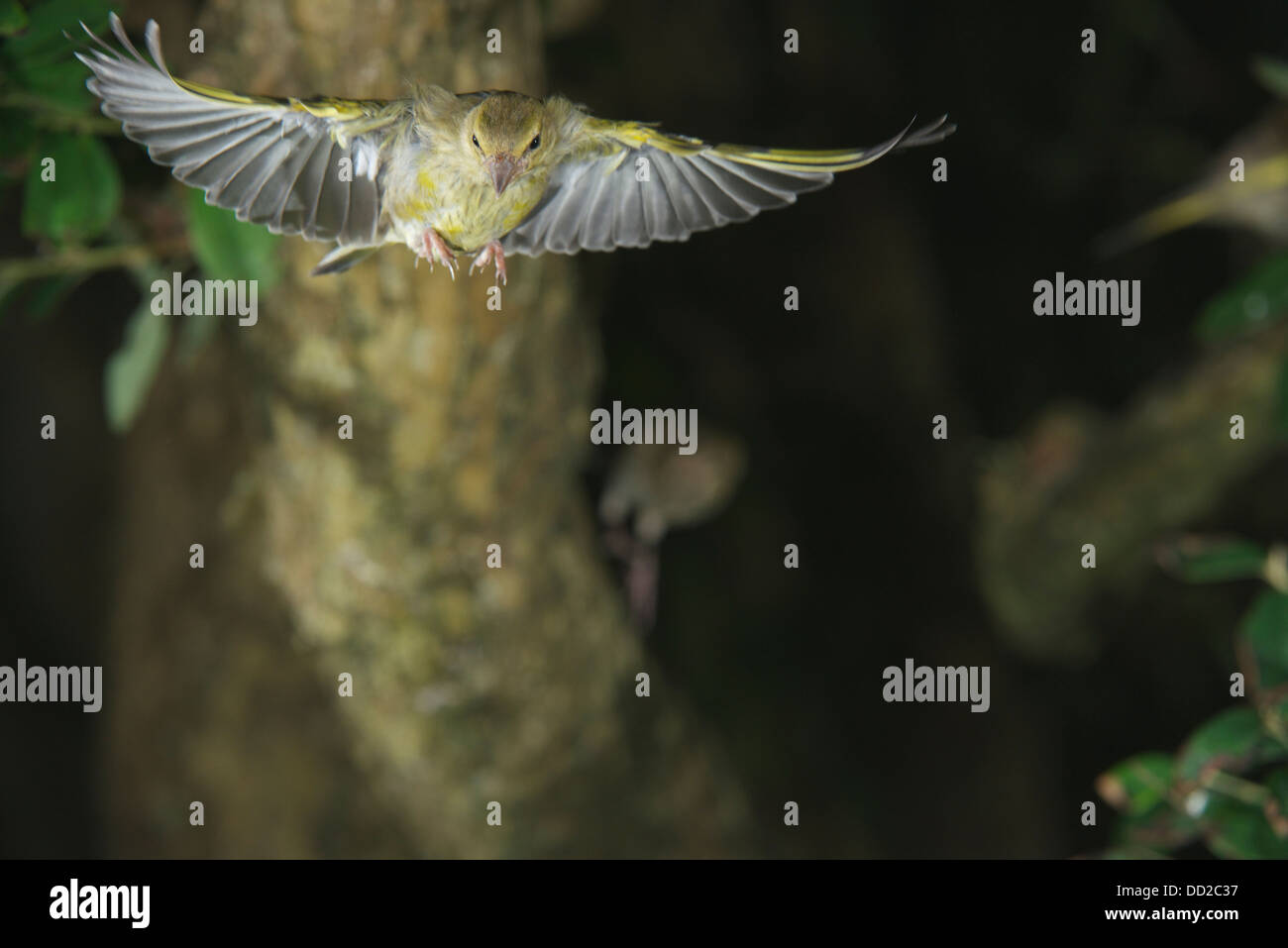 Welsh Garden Birds: flying greenfinch Stock Photo - Alamy