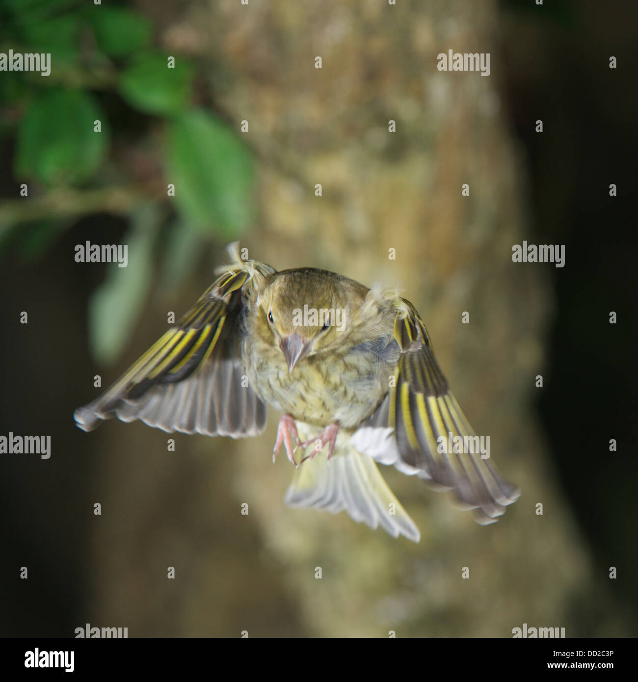Welsh Garden Birds: Greenfinch flying Stock Photo - Alamy