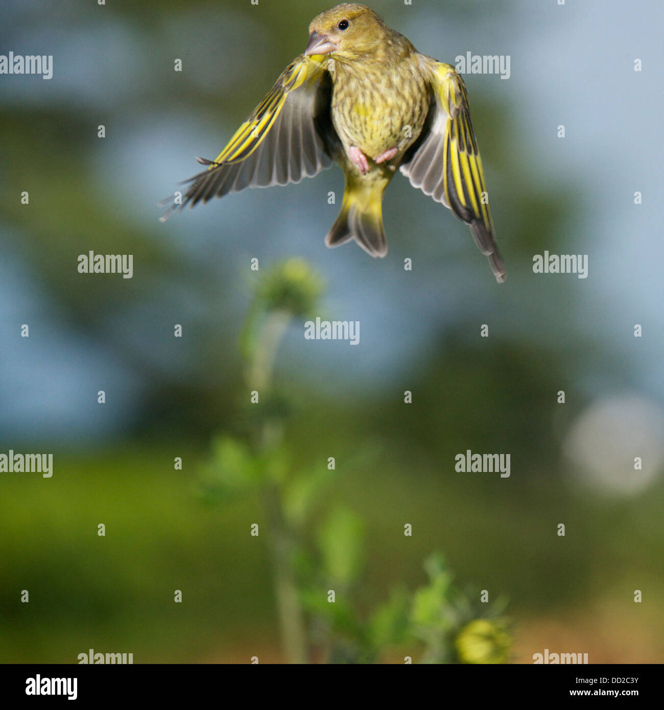 Welsh Garden Birds: green finch landing Stock Photo - Alamy