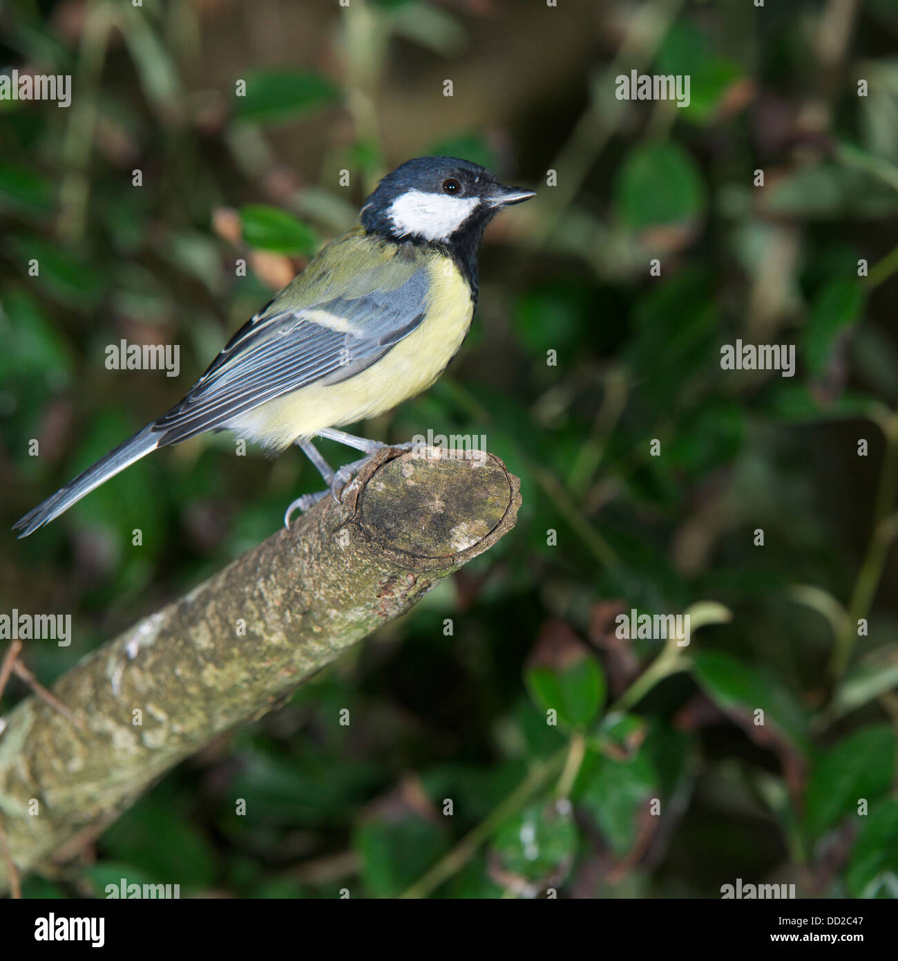 Welsh Garden Birds: Perching Great Tit Stock Photo - Alamy