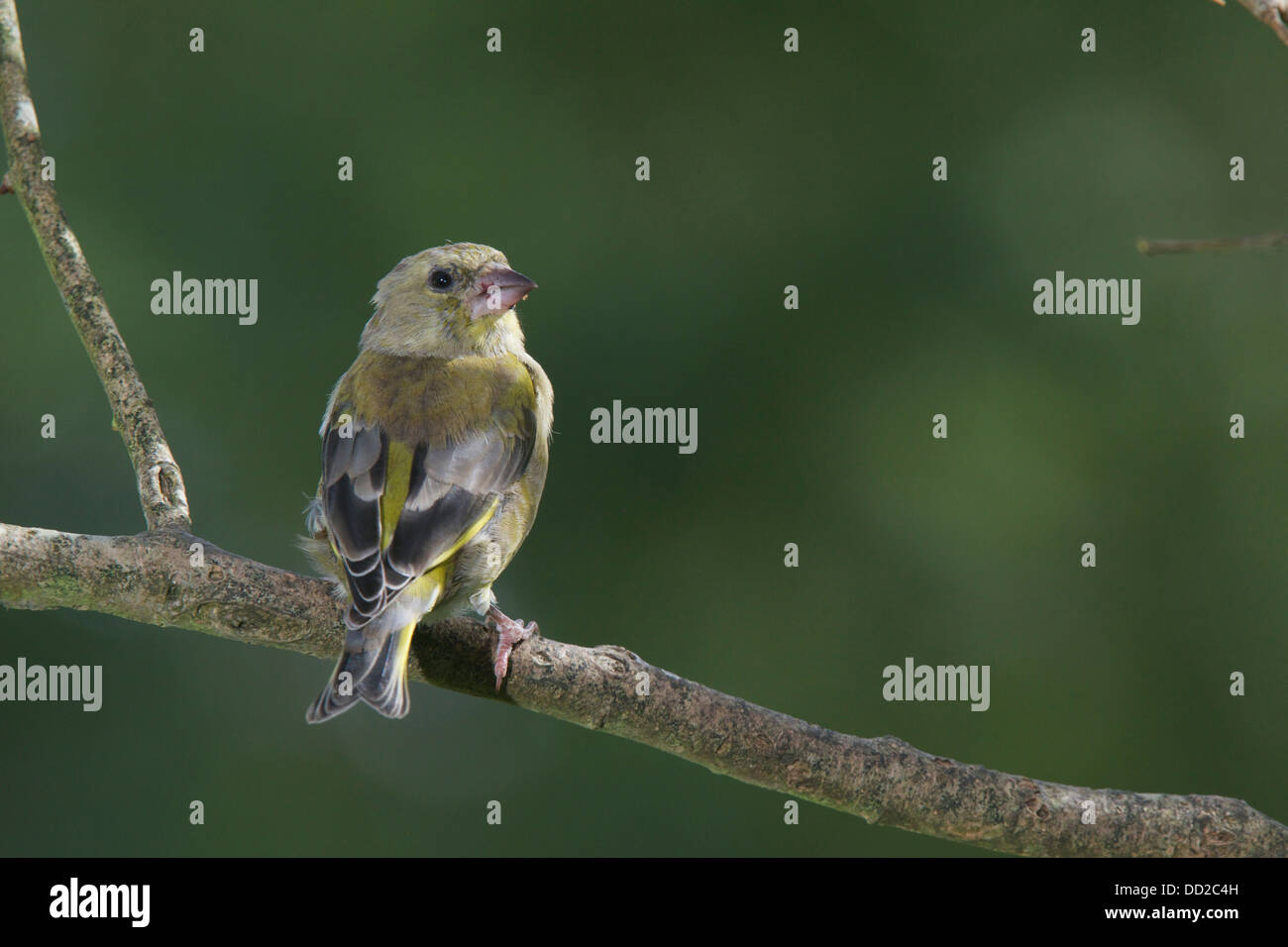 Welsh Garden Birds: greenfinch on branch Stock Photo - Alamy