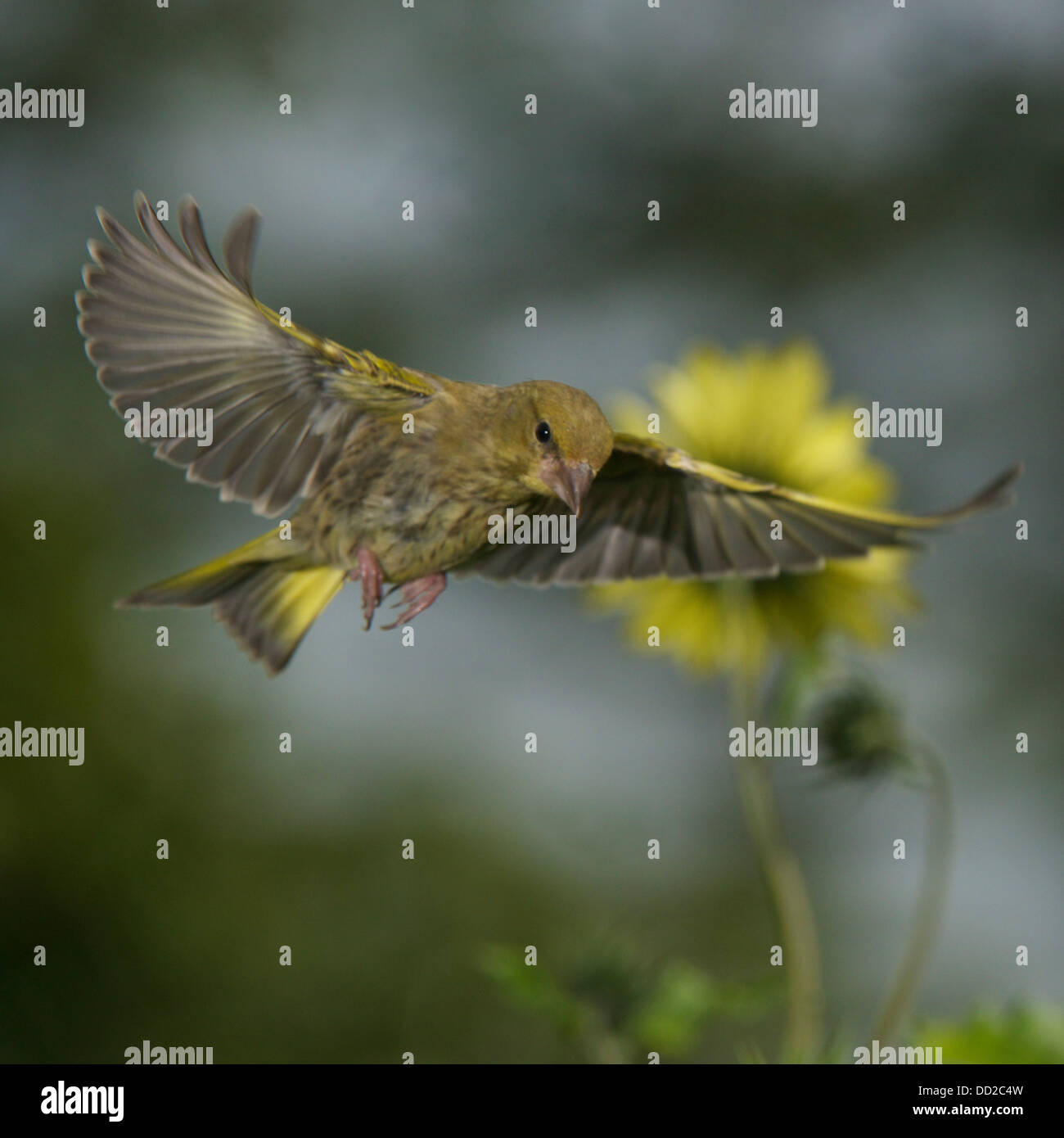 Welsh Garden Birds: Greenfinch landing Stock Photo - Alamy