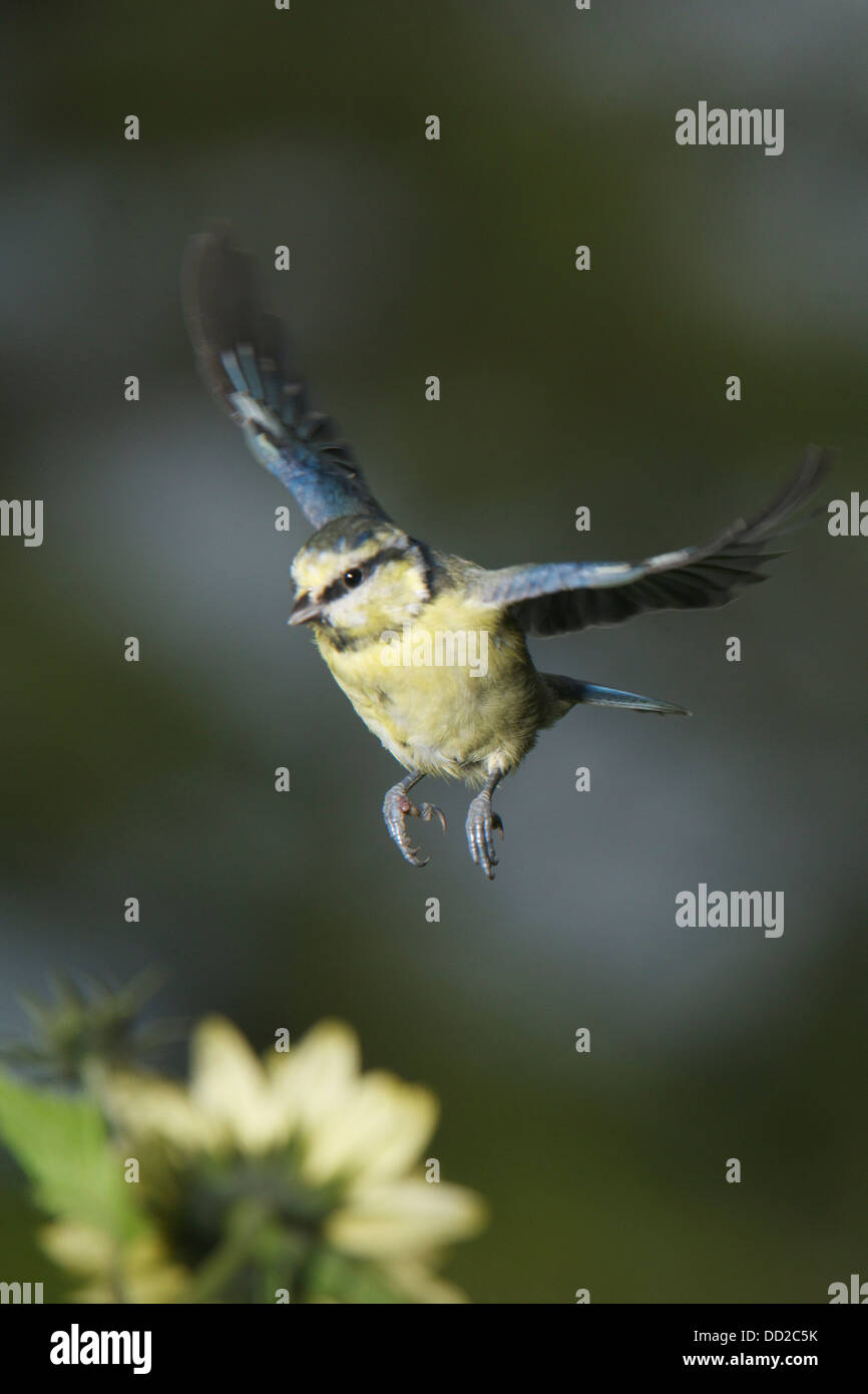 Welsh Garden Birds: Flying blue tit Stock Photo - Alamy