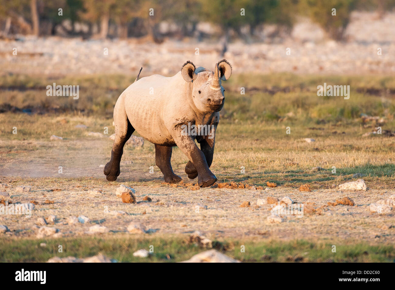 Rhino Charging At Person