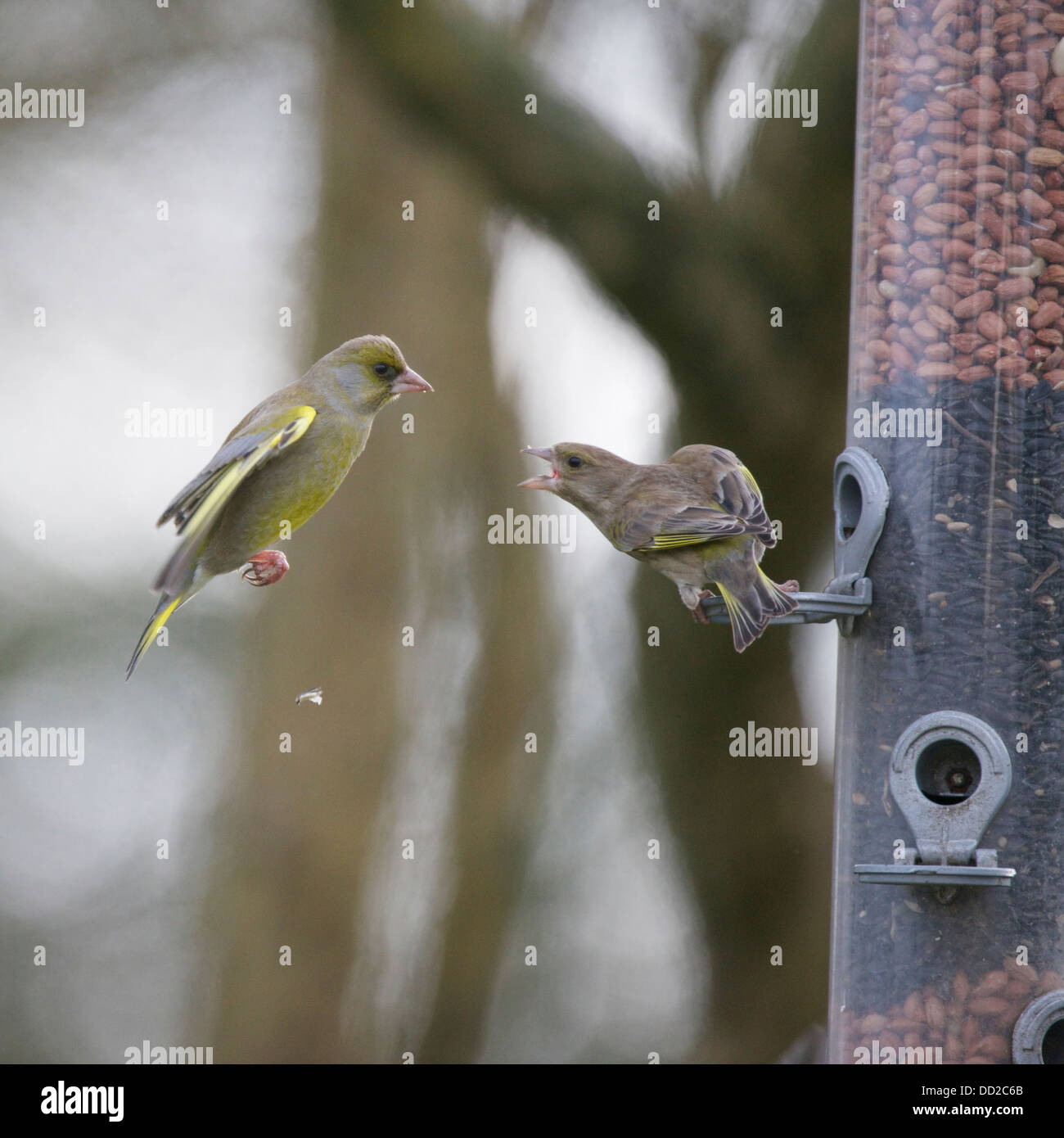 Welsh Garden Birds: finches fall out Stock Photo - Alamy