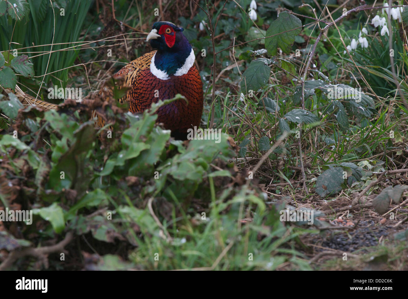 Welsh Garden Birds: Cock pheasant slowly walks through the undergrowth ...