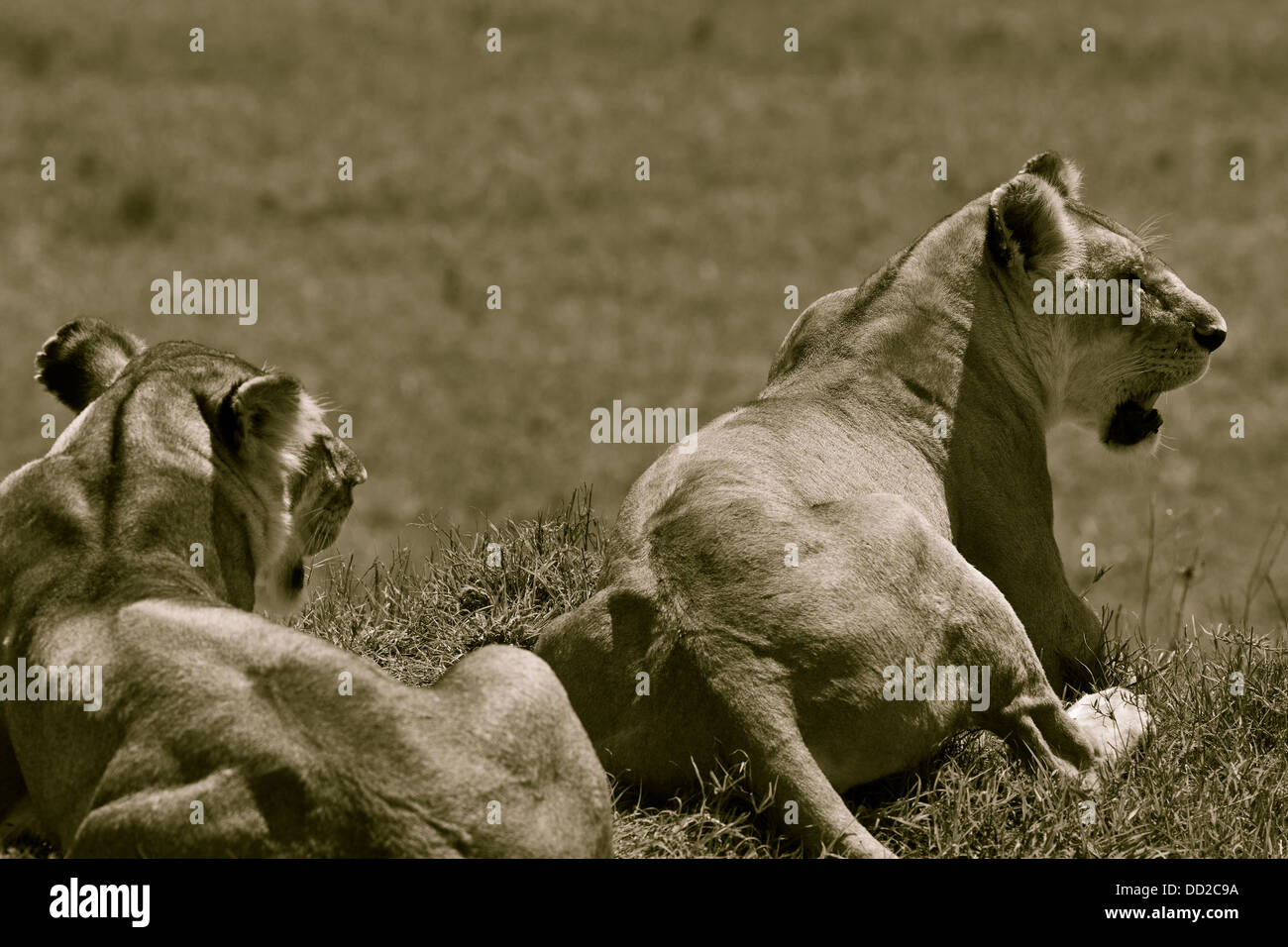 Activity african action masai mara hi-res stock photography and images ...