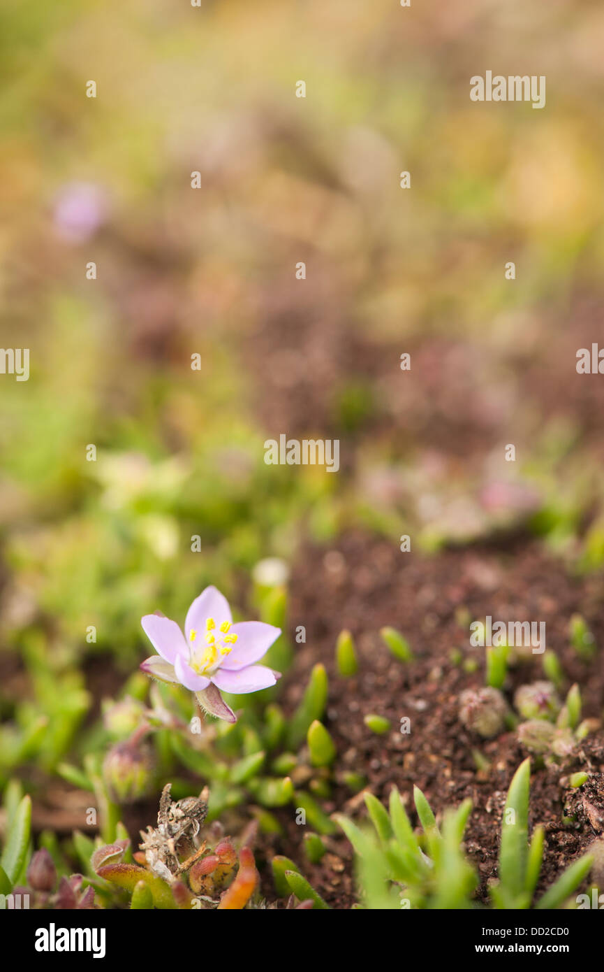 Bog Pimpernel, Anagallis tenella, in flower Stock Photo - Alamy