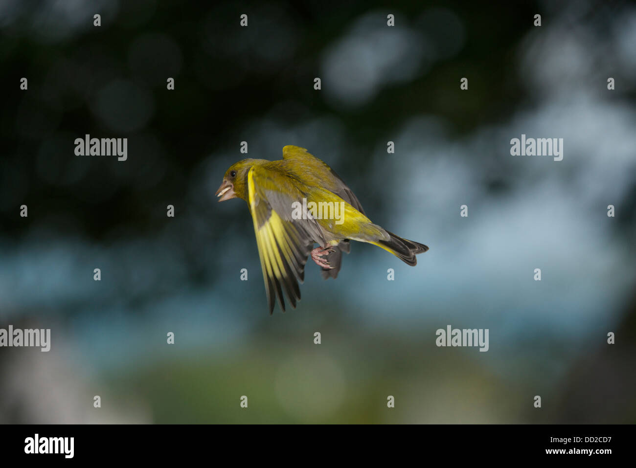 Welsh Garden Birds: Greenfinch in flight with seed in beak Stock Photo ...