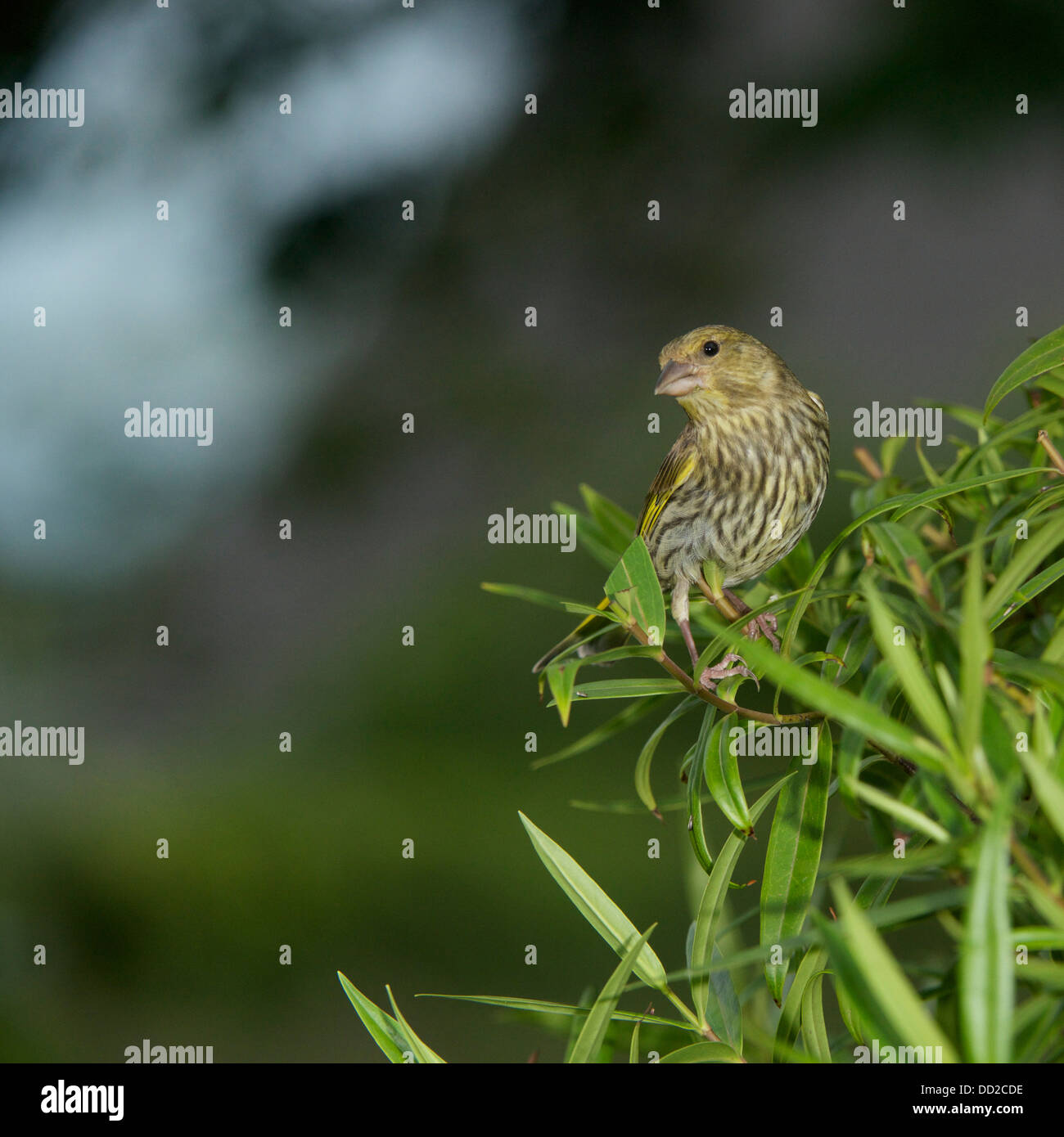 Welsh Garden Birds Stock Photo - Alamy