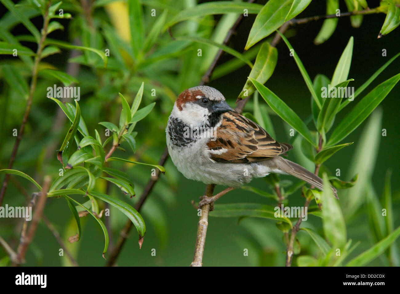 Welsh Garden Birds: Male tree sparrow perching Stock Photo - Alamy