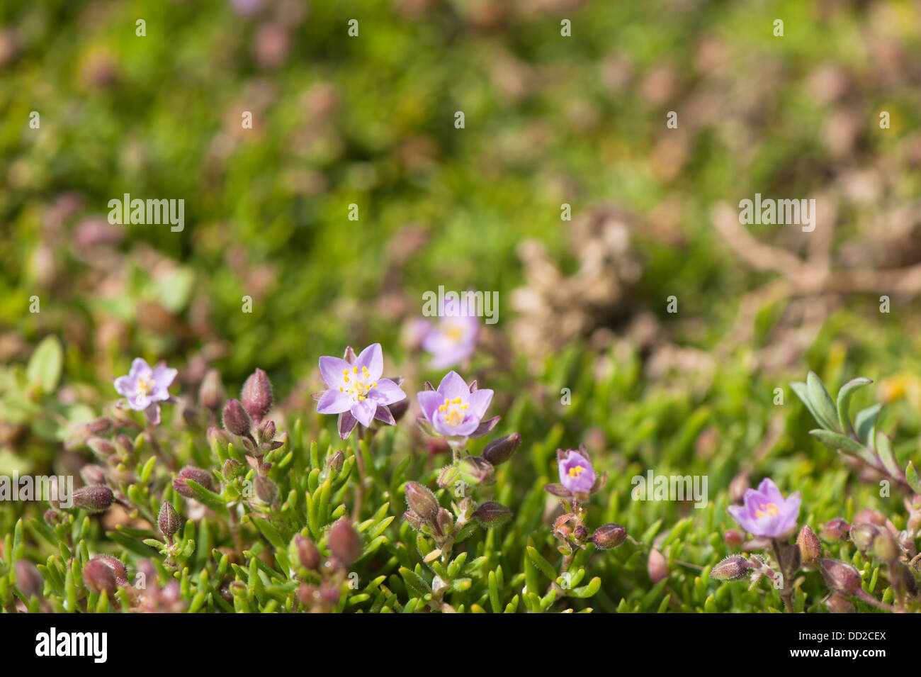 Bog Pimpernel, Anagallis tenella, in flower Stock Photo - Alamy