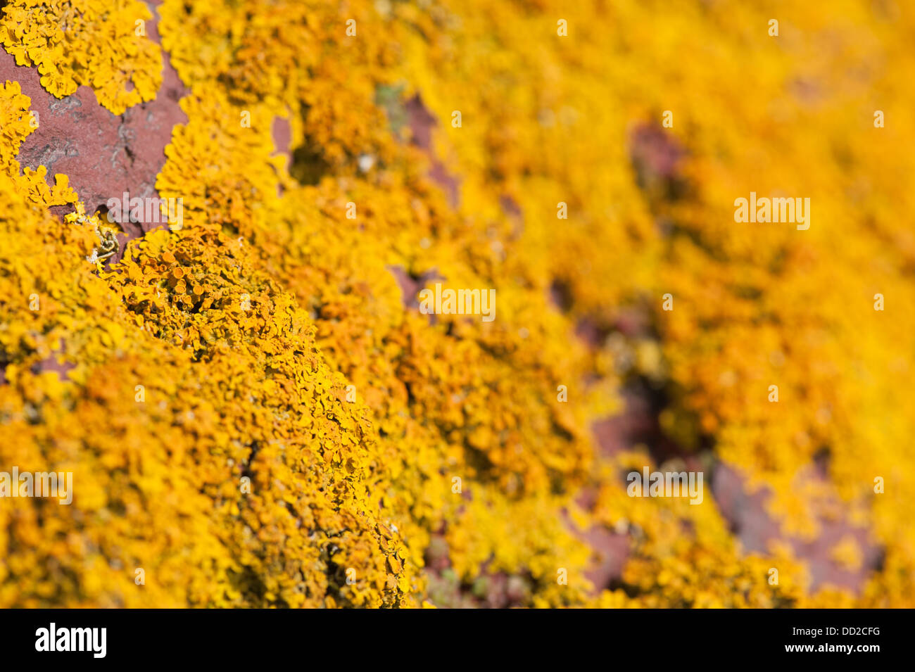 Yellow lichen growing on a rock Stock Photo - Alamy
