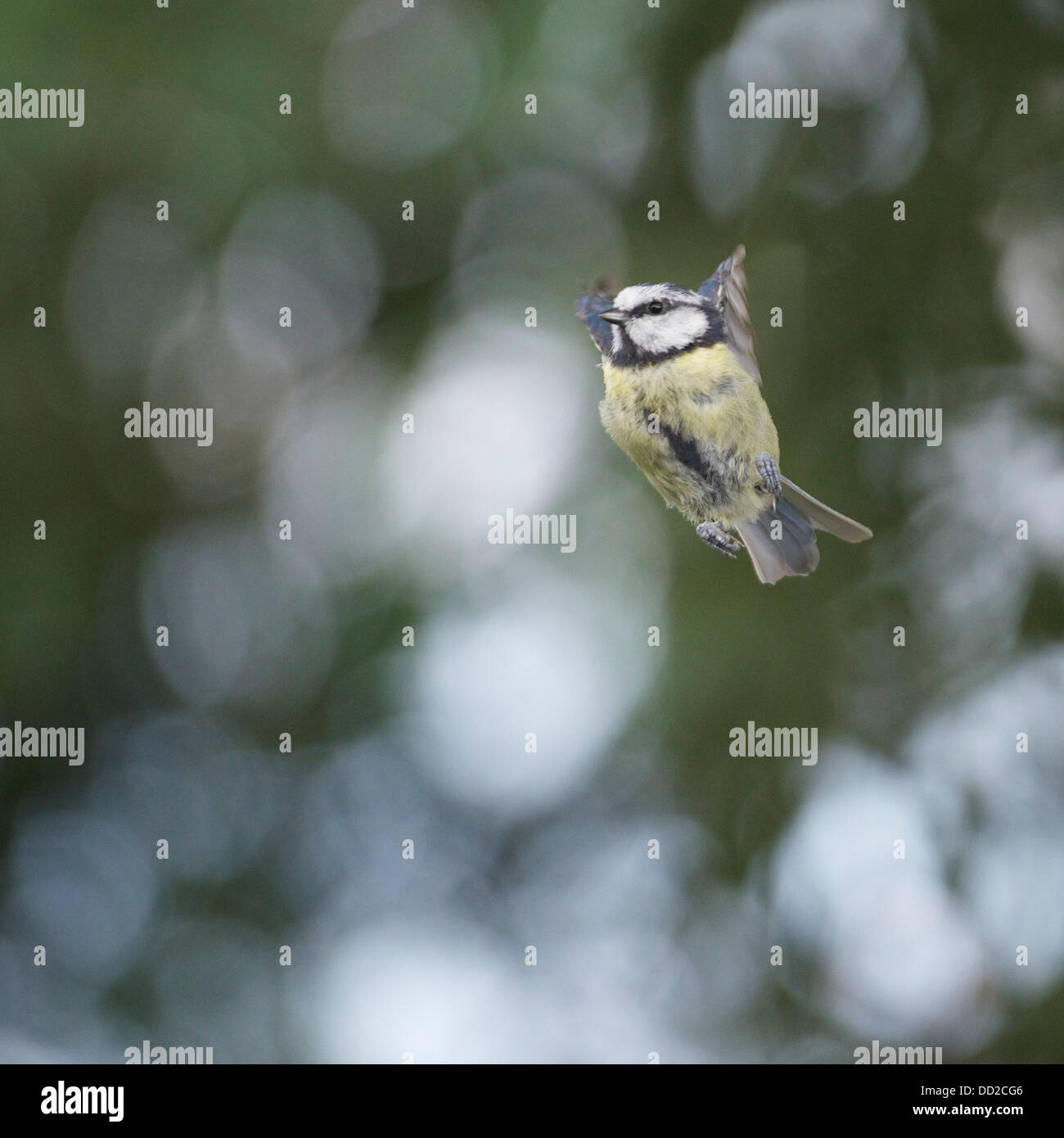 Welsh Garden Birds: Blue tit launching into flight Stock Photo - Alamy