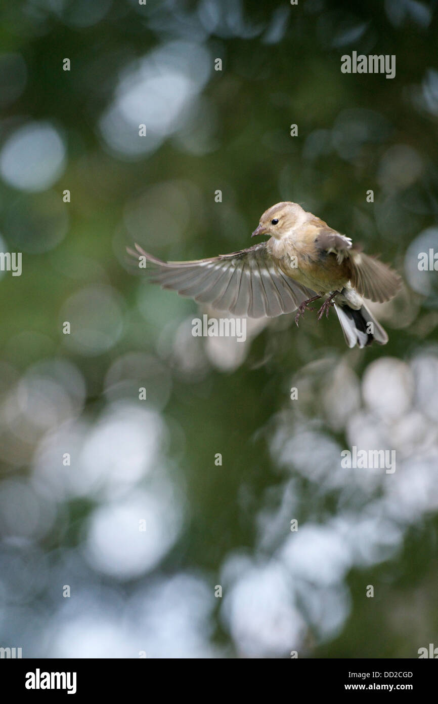 Welsh Garden Birds Stock Photo - Alamy