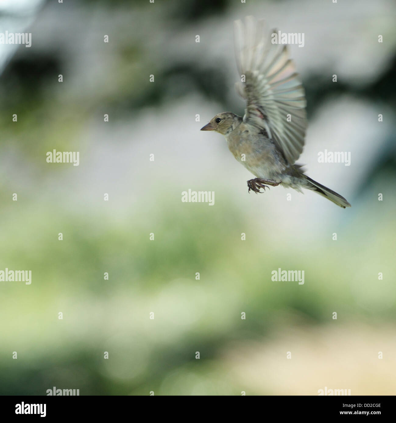 Welsh Garden Birds Stock Photo - Alamy