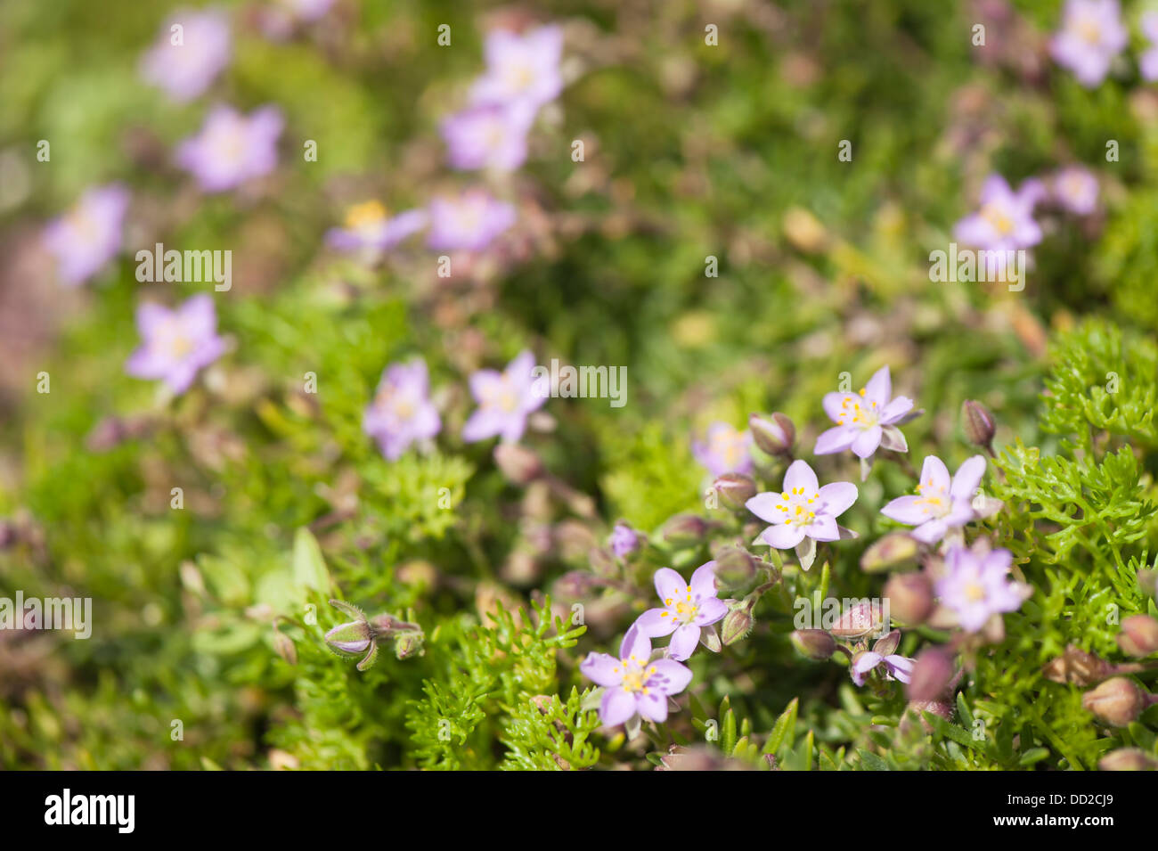 Bog Pimpernel, Anagallis tenella, in flower Stock Photo - Alamy