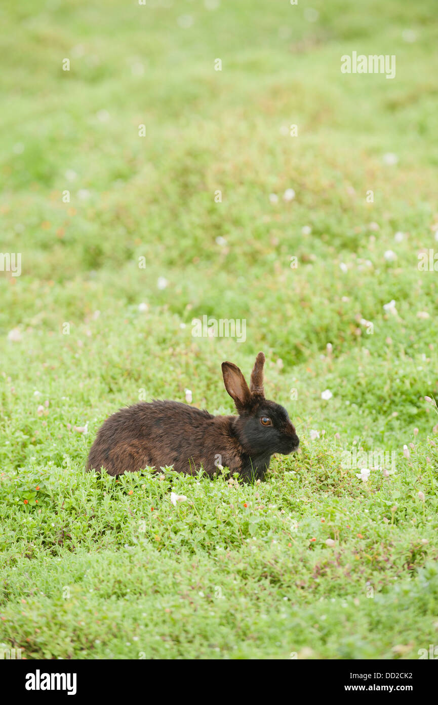 Wild Black Rabbit, Oryctolagus cuniculus, Skokholm Island, South ...