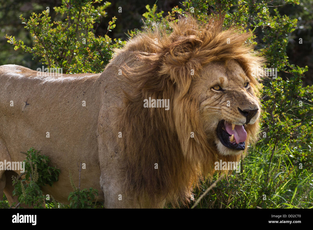 Male lion standing up hi-res stock photography and images - Alamy