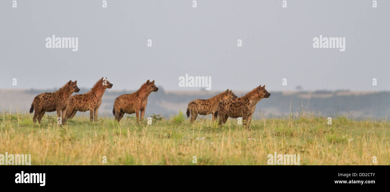 Hyena Pack High Resolution Stock Photography and Images - Alamy