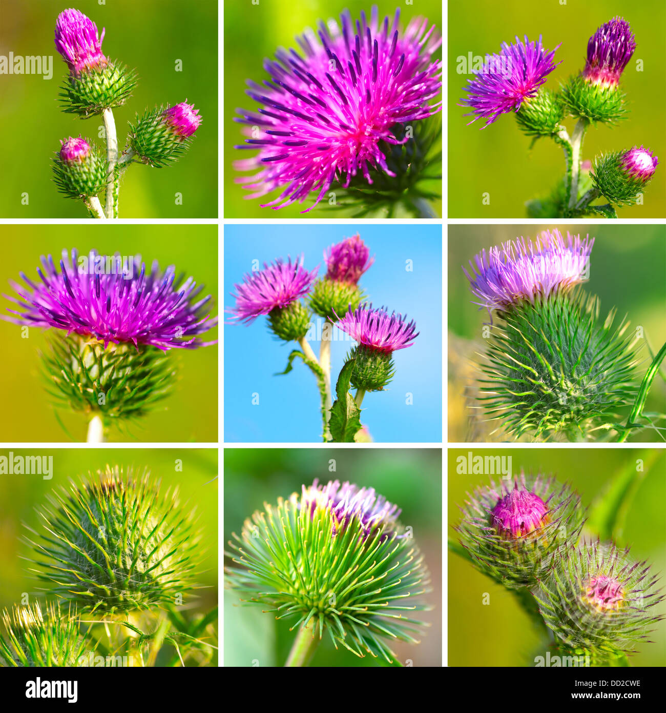 Thorny flower hi-res stock photography and images - Alamy