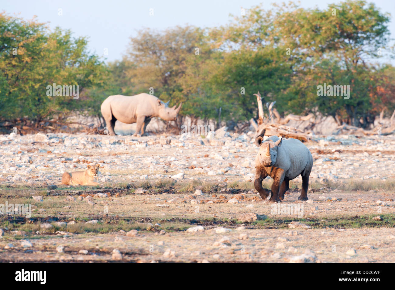 Black rhinoceros running hi-res stock photography and images - Alamy
