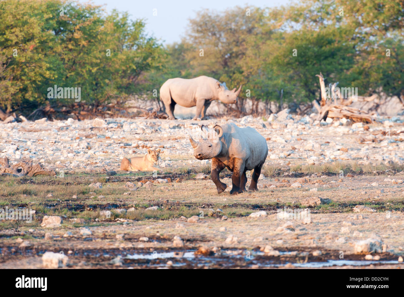 Black rhinoceros running hi-res stock photography and images - Alamy