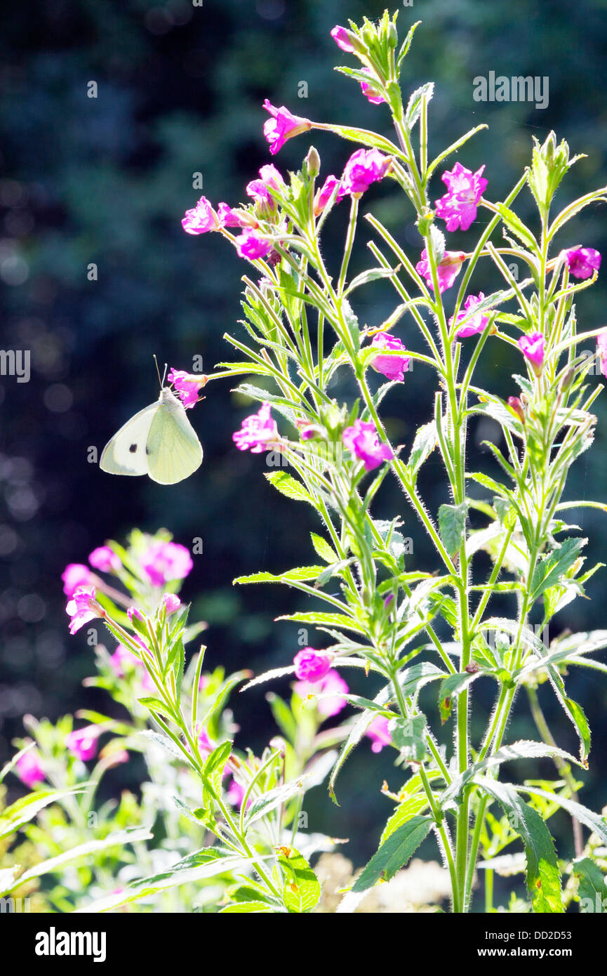 Cabbage white pieris rapae hi-res stock photography and images - Alamy