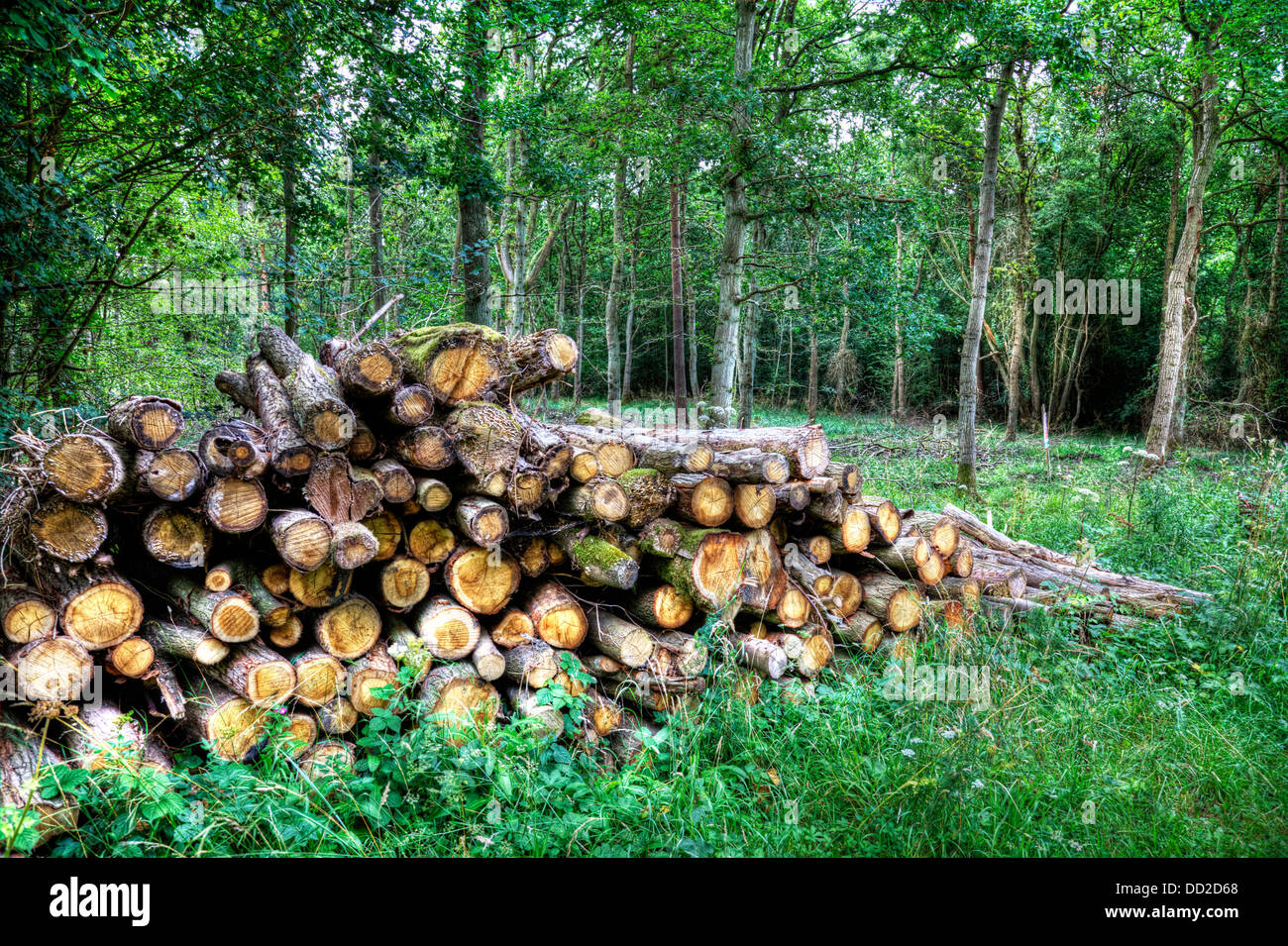 Deforestation england hi-res stock photography and images - Alamy