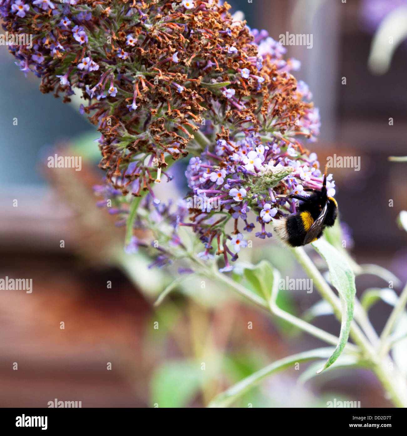 Chambers Farm Wood Lincolnshire UK England bee bumblebee Bombus, in the ...