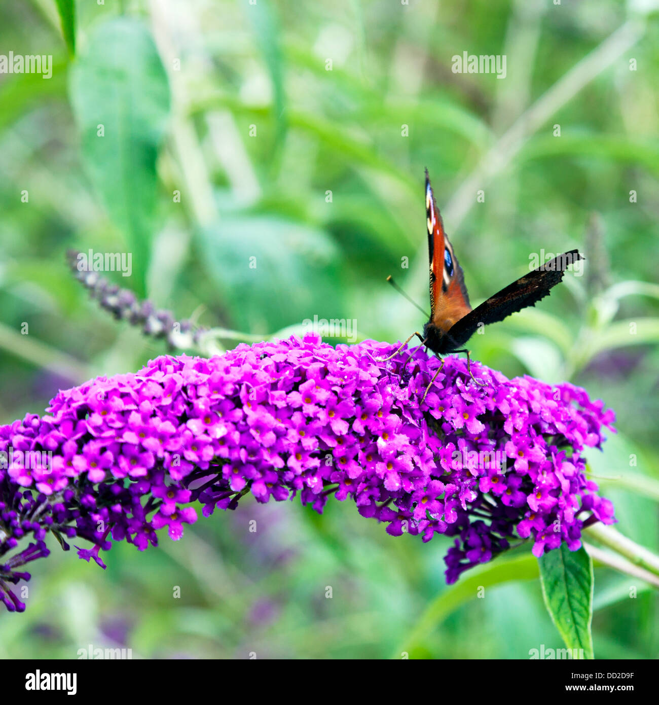 More commonly known simply as the peacock butterfly hi-res stock ...