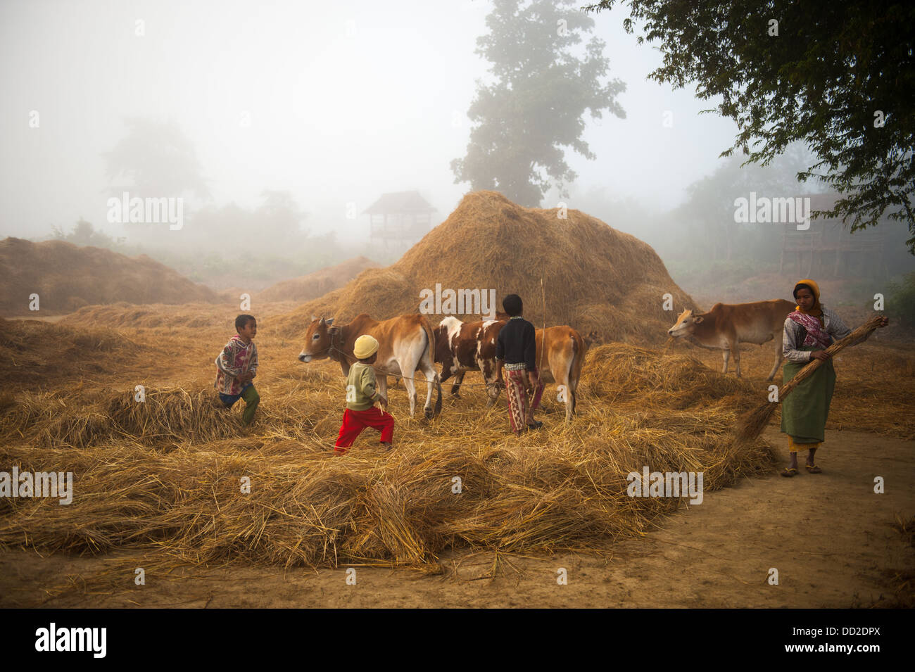 family farm harvest in burma Myanmar Stock Photo - Alamy