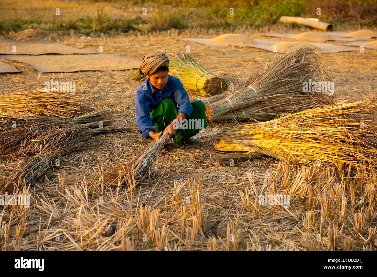 woman farmer bundling crops in Burma/Myanmar Stock Photo - Alamy