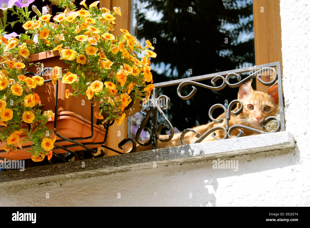 Red window sill hi-res stock photography and images - Alamy