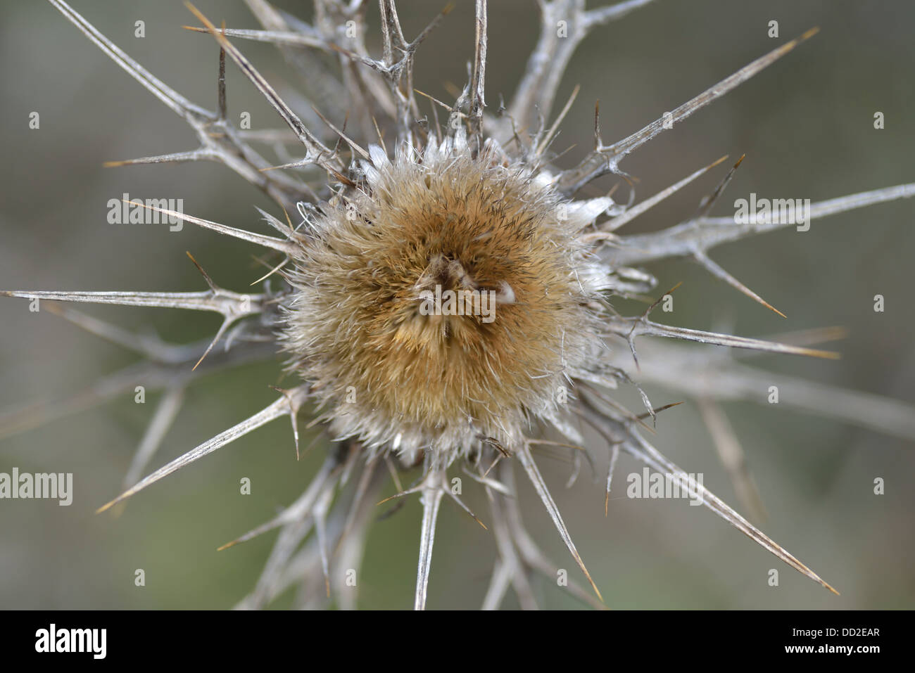 Dry thistle flower, Niolo Valley, Central Massif, Corsica, France Stock ...