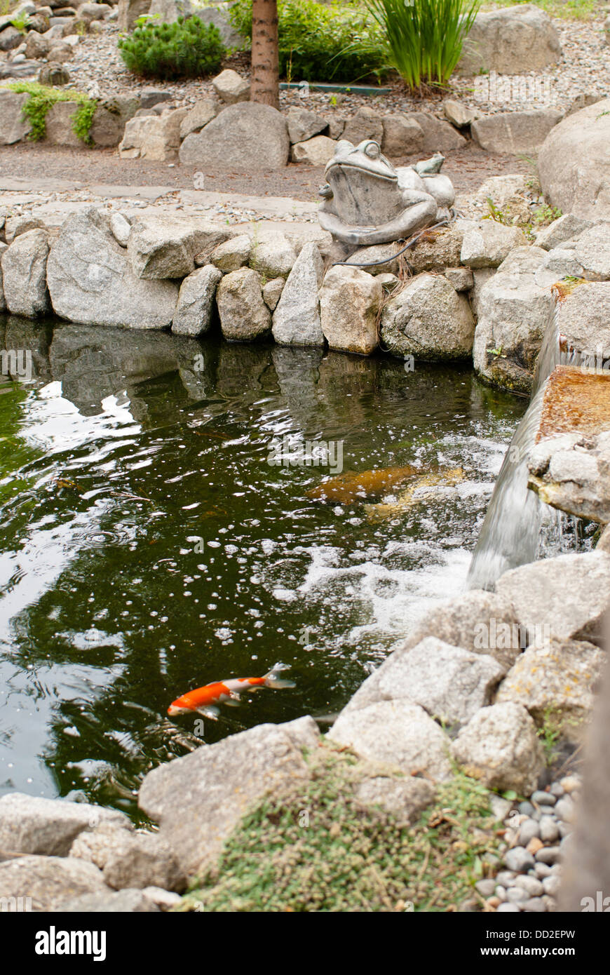 A Koi fish glides through the pond at Koi Gardens, Spokane, Washington ...