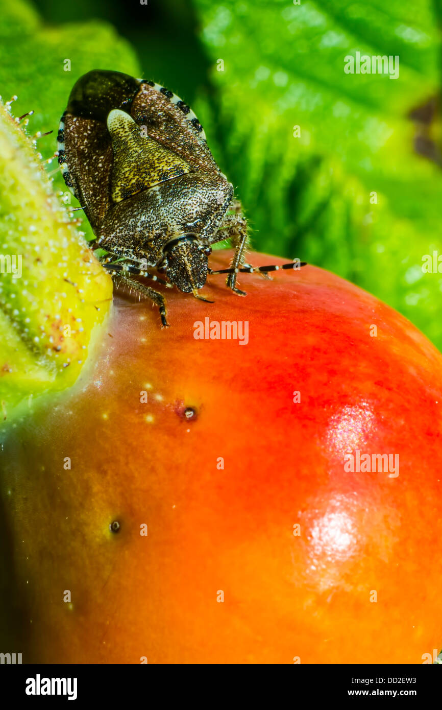 Portrait of a bug Stock Photo - Alamy