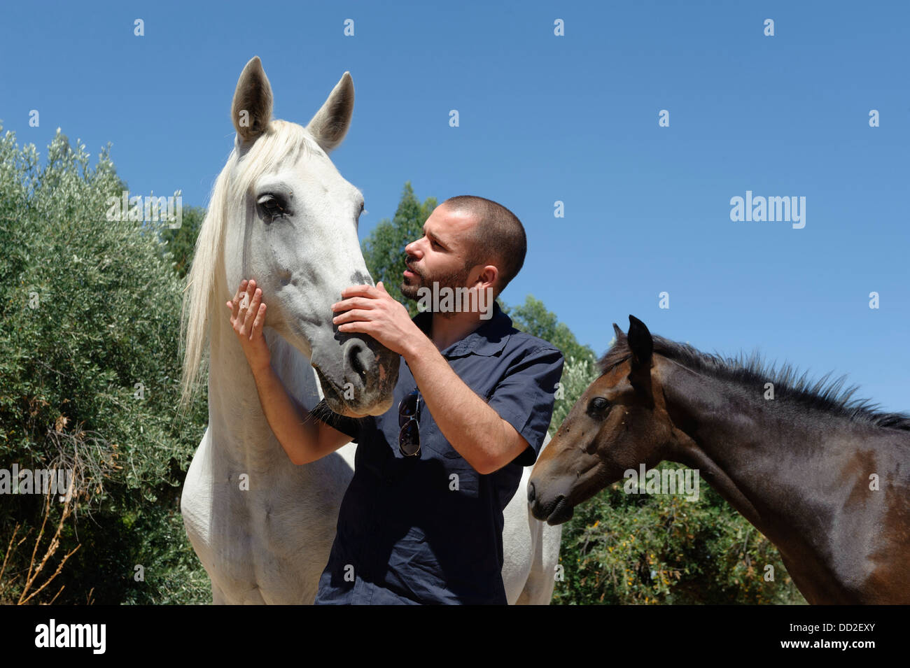 Caucasian horses hi-res stock photography and images - Alamy