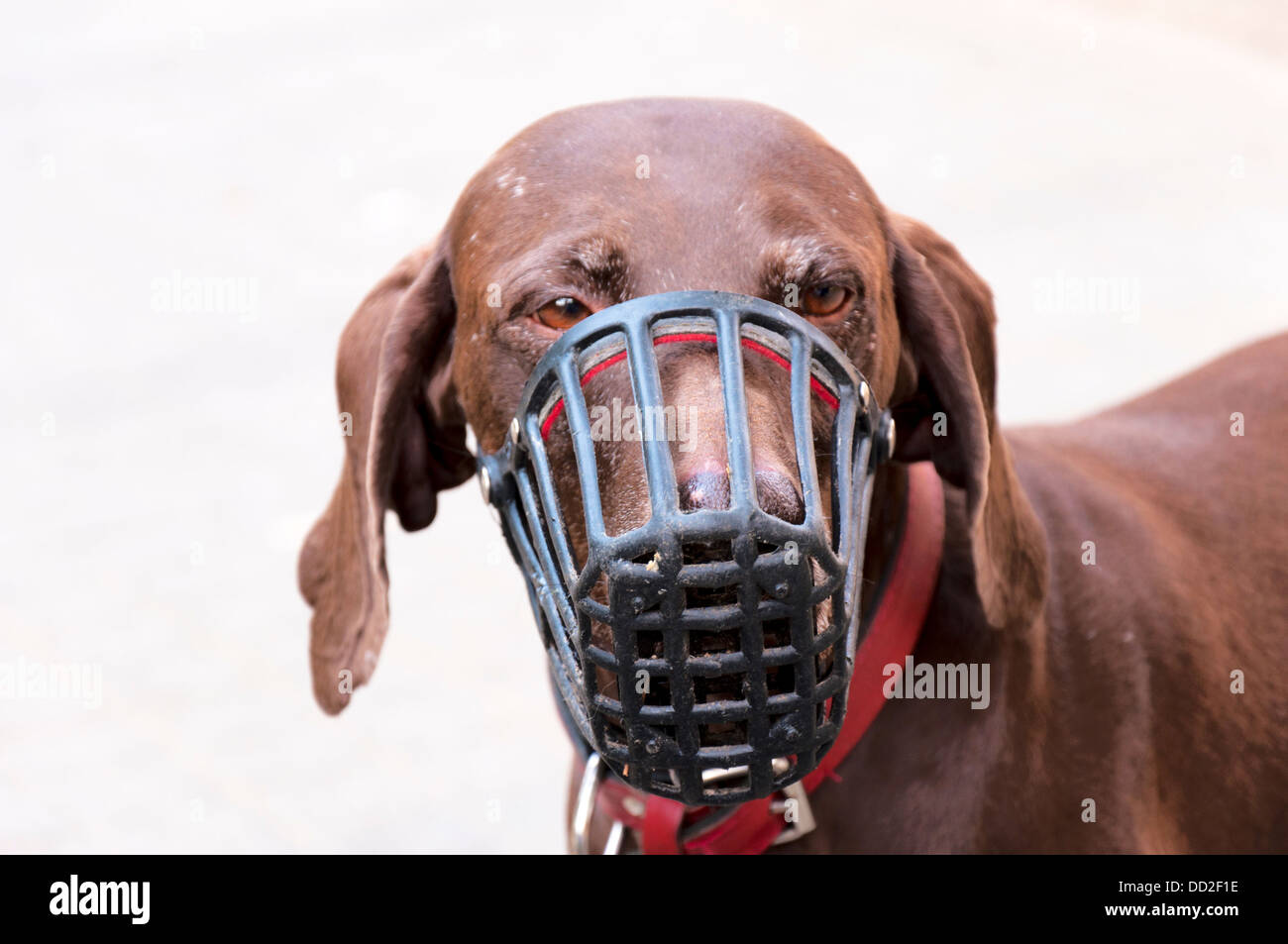 Sad dog with protection mask Stock Photo - Alamy