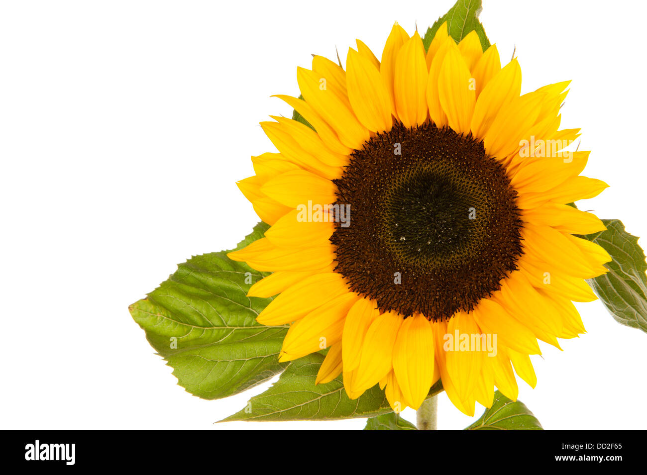 Sunflower, alias Helianthus annuus, isolated in white Stock Photo - Alamy